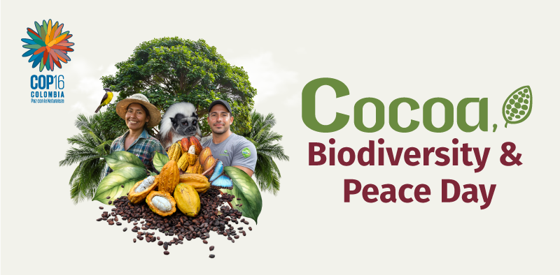 Cocoa, biodiversity and peace day - Alisos